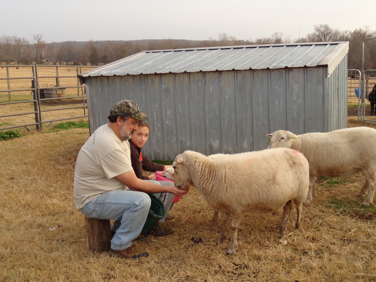Harmon PFarms: The Taming of The Sheep