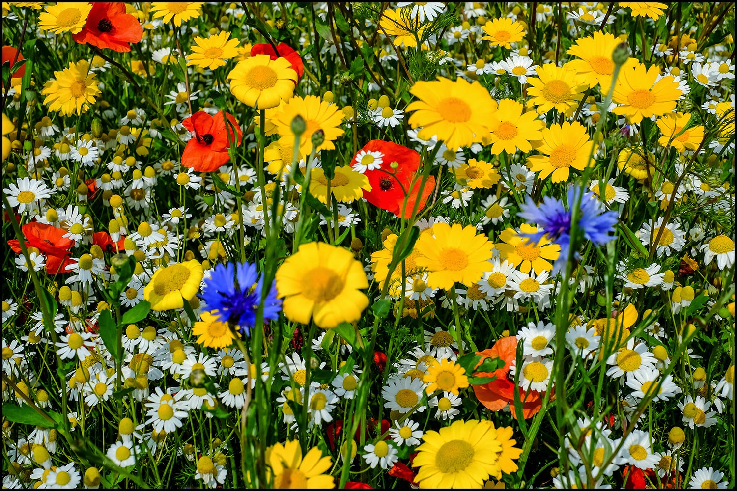 Digital Images: Wildflower meadows at Fir Tree Farm