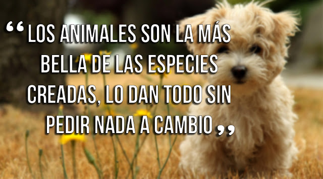 frases de animales colección 01 - frases de la vida