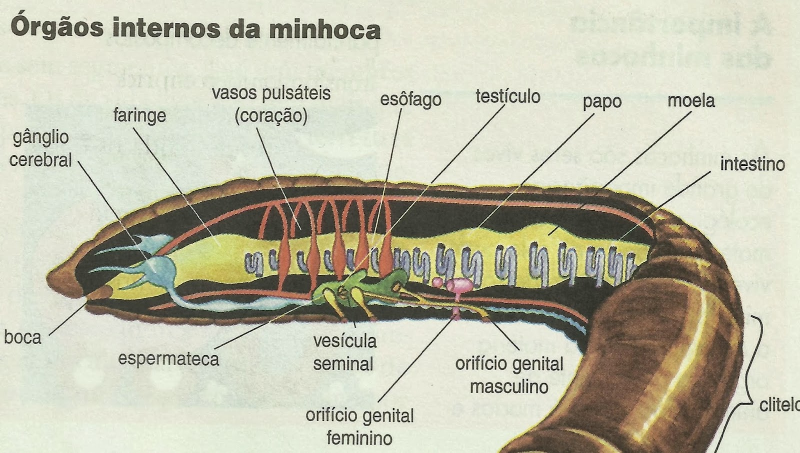 Segundo Ano Biologia: Anelídeos
