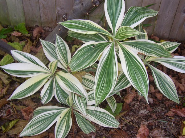 Flora de Puerto Rico Ilustrada Papo Vives: COMMELINACEAE TRADESCANTIA ...