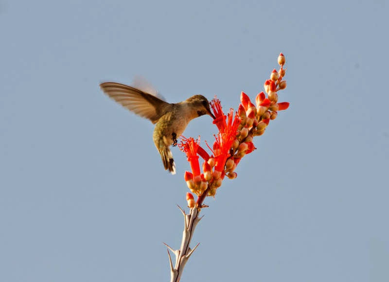 The Wayward Hawaiian: Anna's Humminbird and Ocotillo