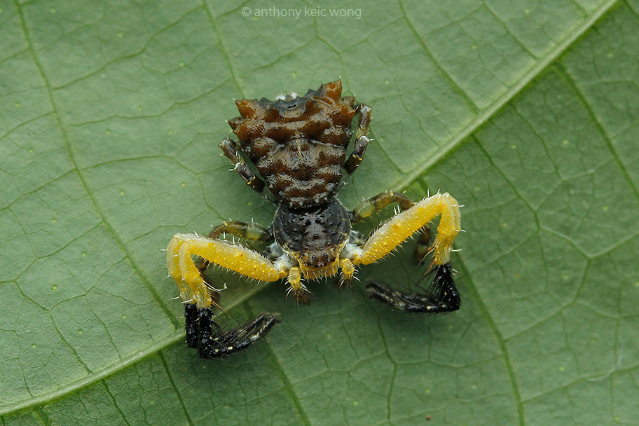 Macro Photography: Bird-dung Crab Spider, Phrynarachne sp. (Thomisidae)