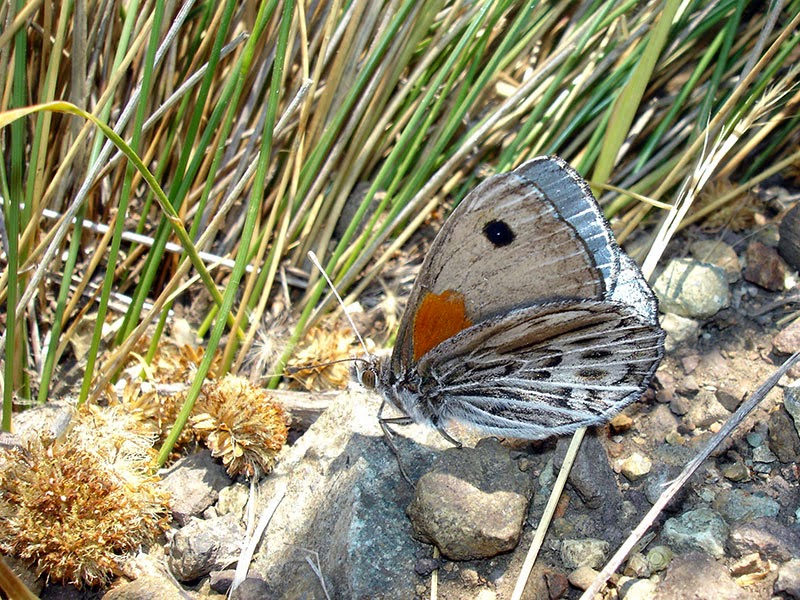 JÓIAS DA NATUREZA: ARGYROPHORUS ARGENTEUS - (Blanchard, 1852)