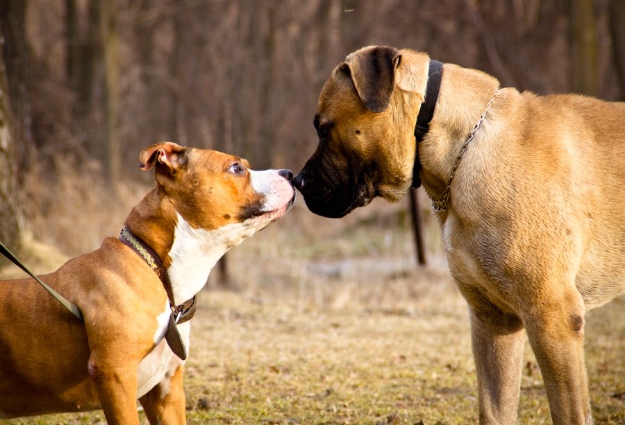 Bullied Dog Breeds: How to Train Bully Dogs: Socialization
