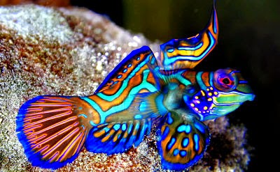 Profile Ikan Hias Mandarinfish - Ikan Hias Air Tawar