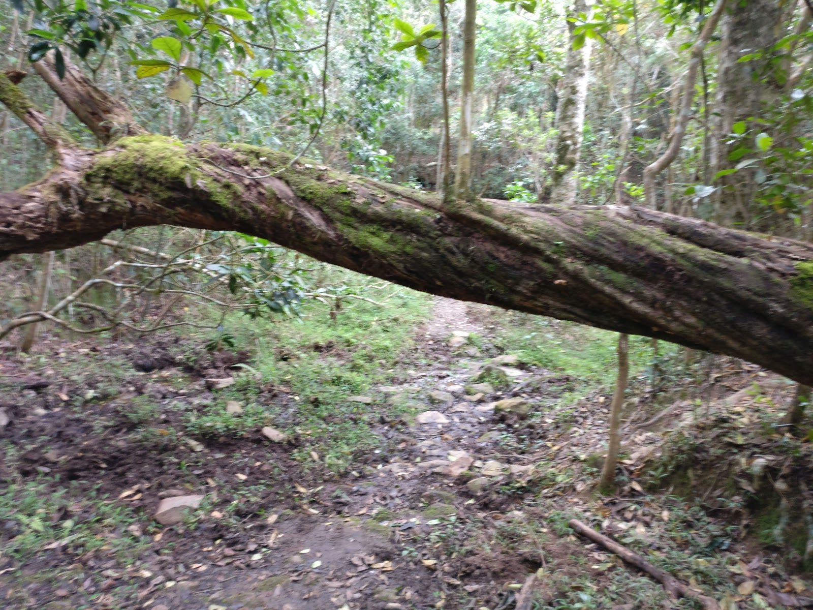 Exploring Longwood Shola Reserve Forest, Kotagiri