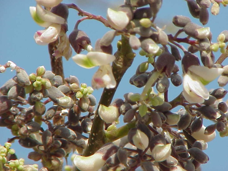 Reforestation and the Medicinal Uses of Trees -Liliana Usvat Research ...