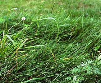 Semillas de Pasto Forrajero: VENTA DE SEMILLAS PASTO RAY GRASS Lolium ...