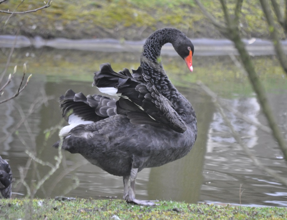 ZOOTOGRAFIANDO (6.100 ANIMALS): CISNE NEGRO / BLACK SWAN (Cygnus atratus)