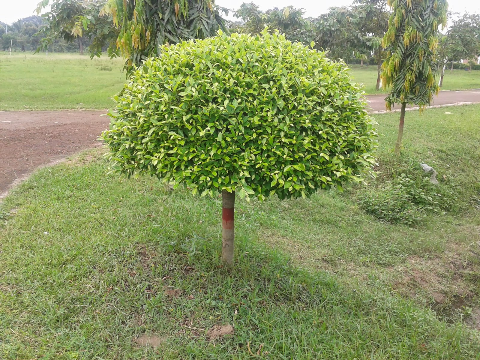 Mahasthangarh: Picture