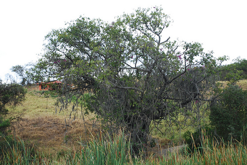 ECOTURISMO Y BIODIVERSIDAD: FLORA