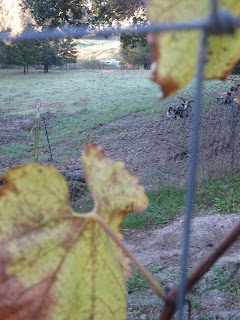 The Zenosaurus Course in Koans: Bonus Content – The Zen of Laryngitis ...