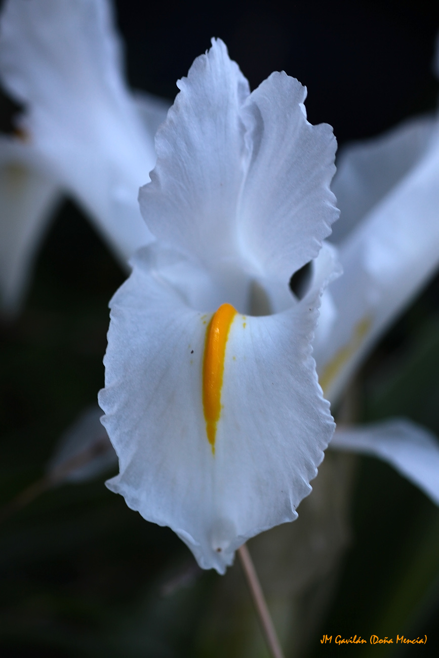 UNA FLOR SIMBOLICA O UNA HERMOSA FLOR ??: LA FLOR DE LIRIO