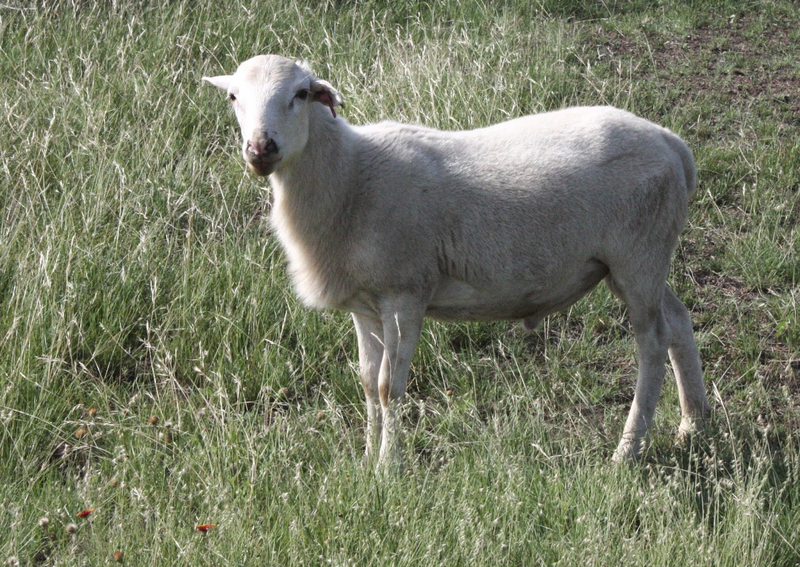 Central Texas All Natural Grass-Fed Lamb