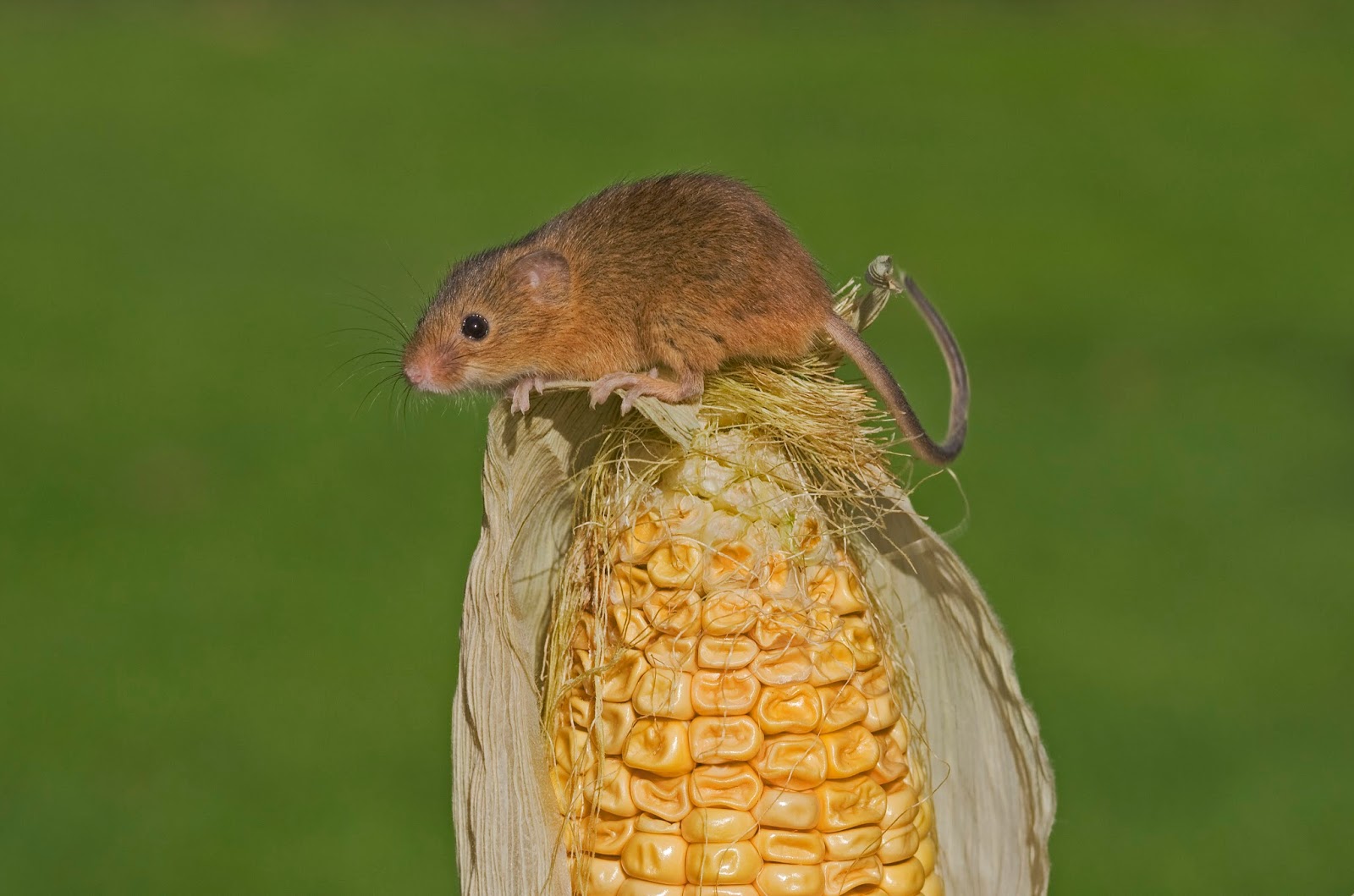 Holkham National Nature Reserve: Glimpses of 'Golden' Mice