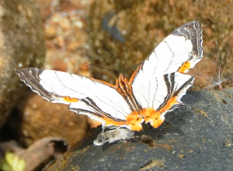 A Wandering Naturalist: Sarawak: A Borneo Highlands Nature Festival