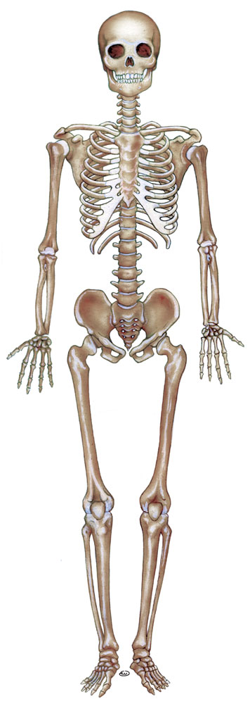 eufepru: Esqueleto de hombre vista frontal