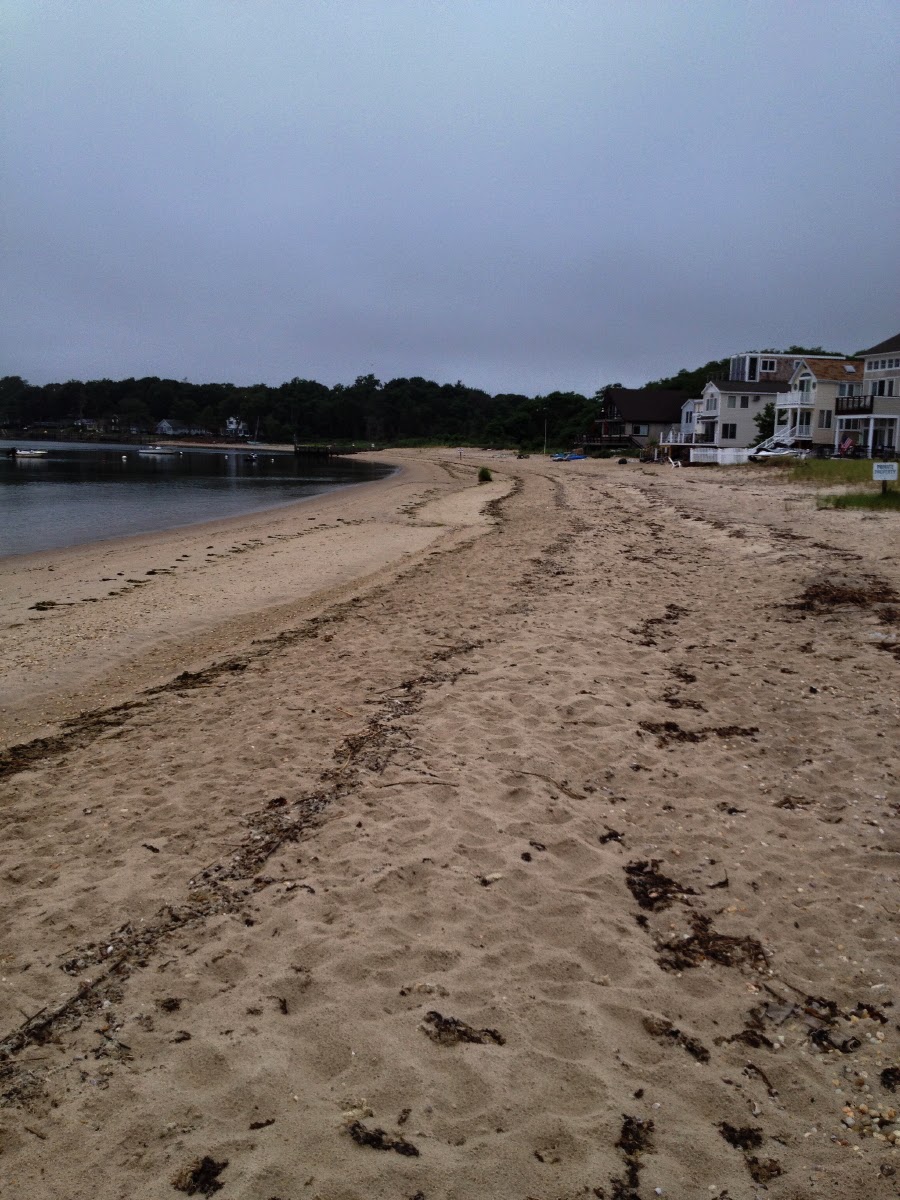 Fossils and Other Living Things: Ark Shells, Wrack Lines, and ...