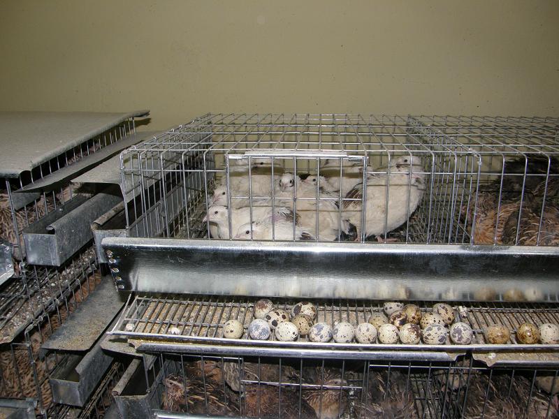 Ferma de prepelite Falticeni: Foto