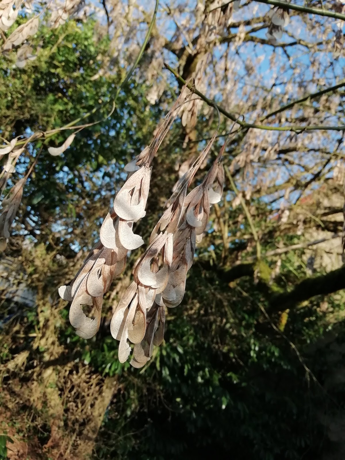 Samare de Acer negundo