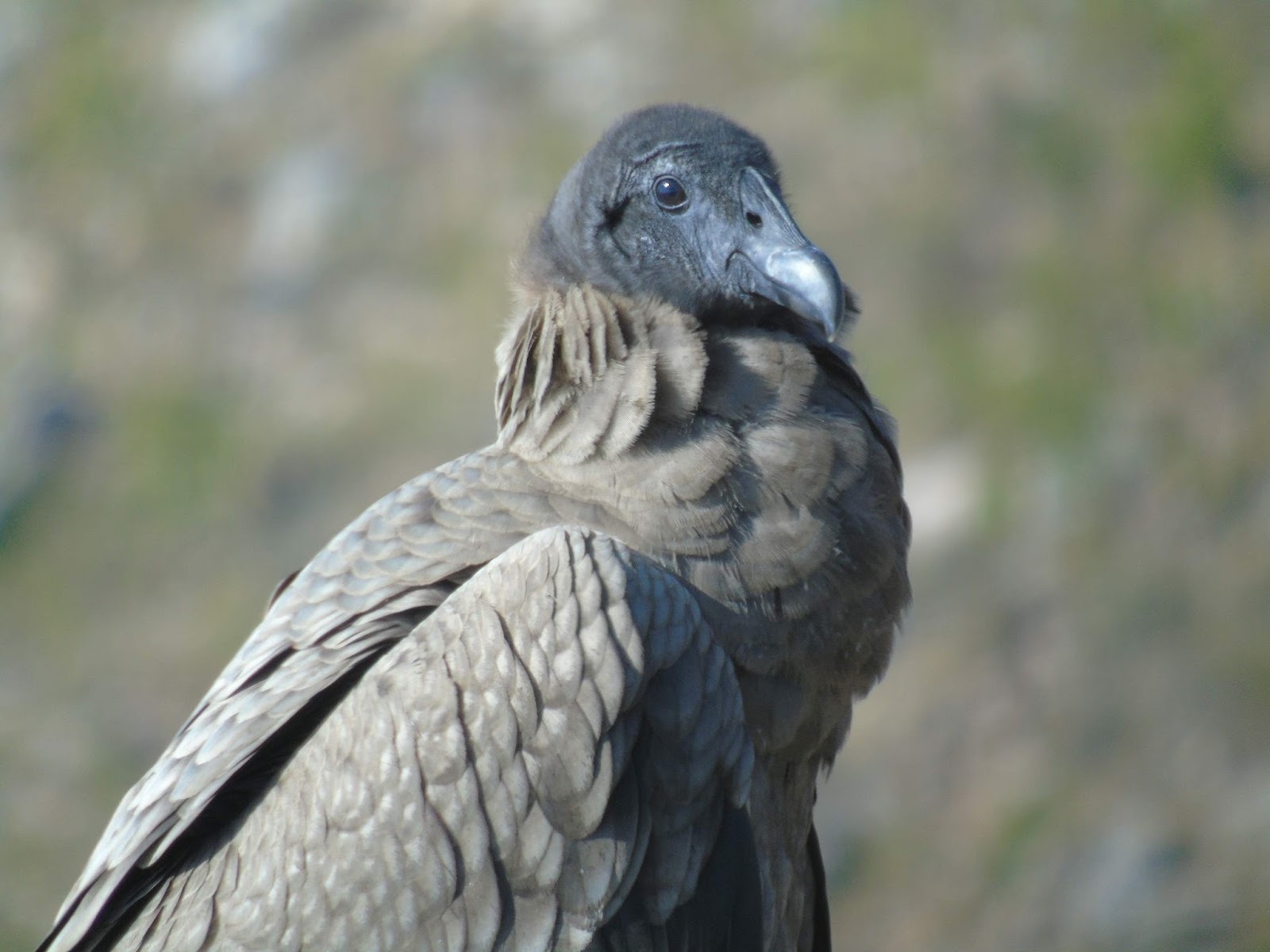 Stuart Marsden's Conservation Research Group: Photographs capture ...