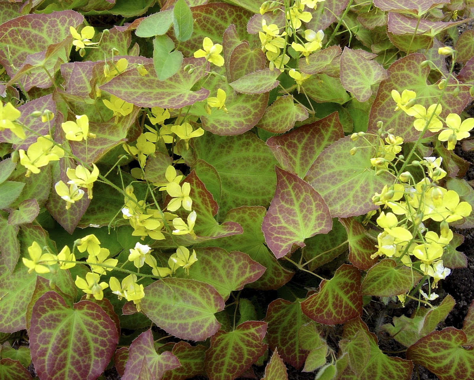 Plant Inventory at 20 Timothy : Epimedium / Barrenwort (Bishop's Hat)