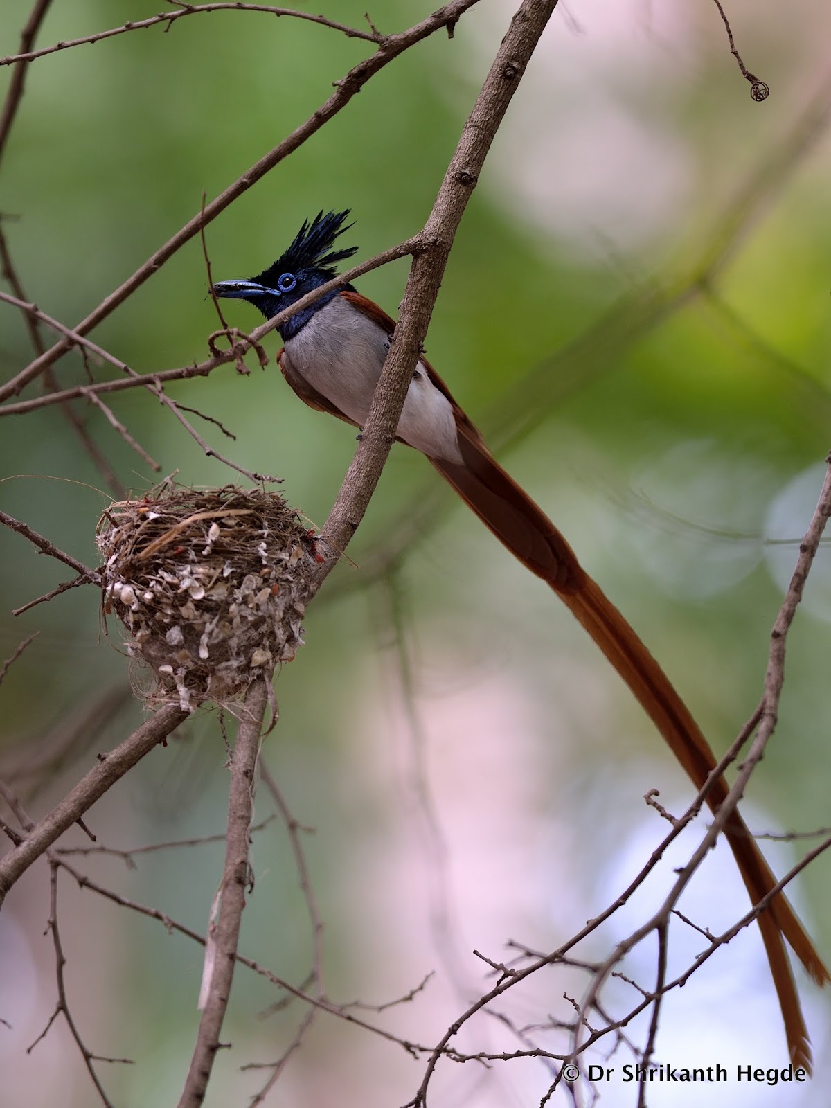 Dr.Shrikanth Hegde's Photography: Asian paradise flycatcher