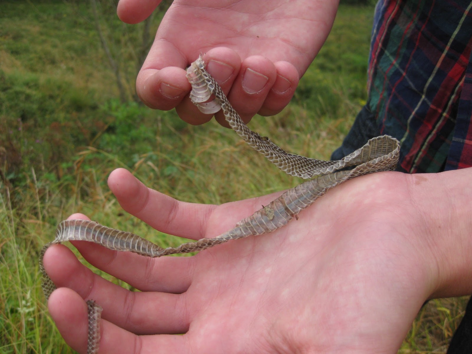 Biodiversity Gatwick: Reptilian refuge