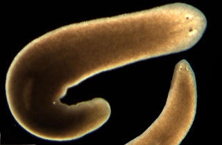 Científicos descubren gusanos potencialmente inmortales ~ Compass World ...
