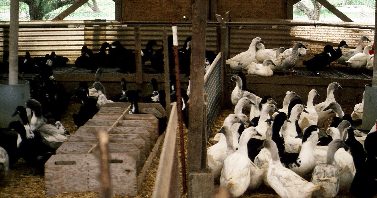 Metzer Farms Duck and Goose Blog: Swedish Duck