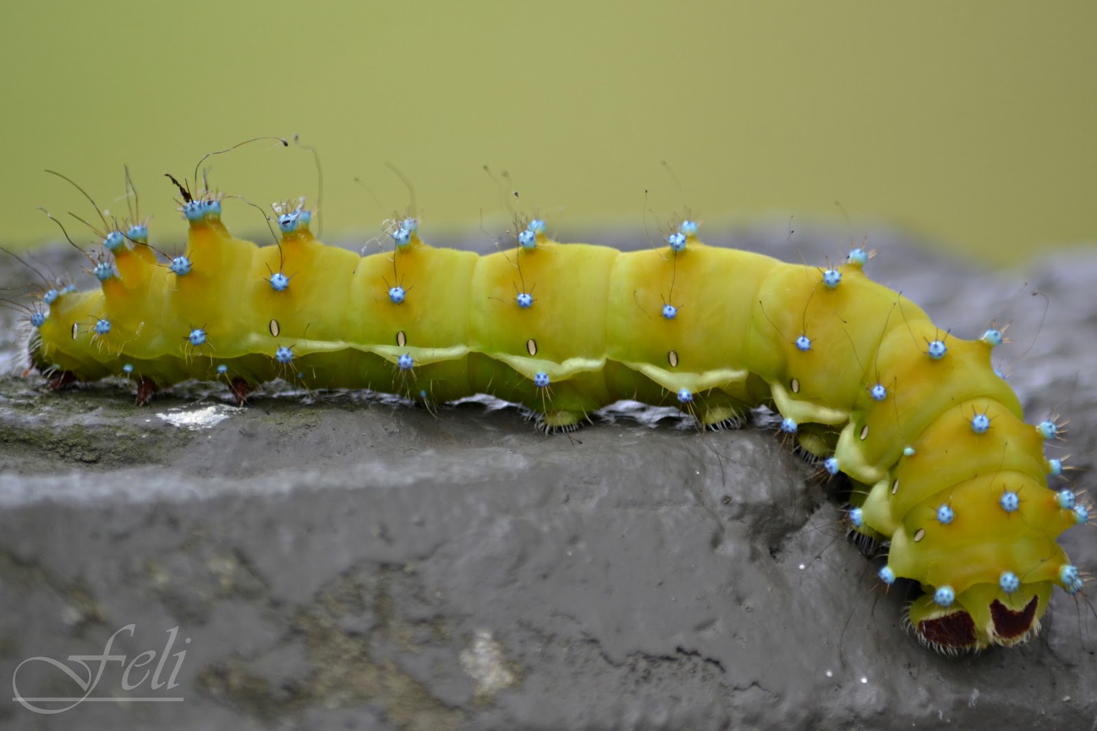 El objetivo de Feli: Saturnia Pyri.