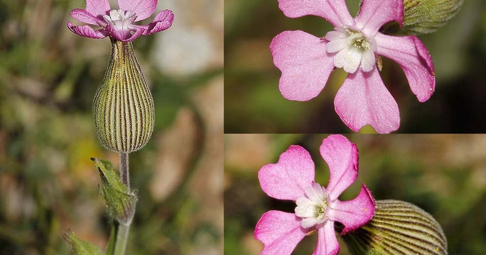 Flora Attica: Silene conica