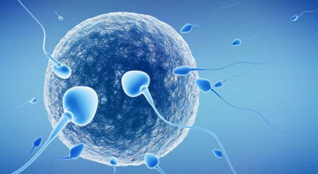 TechAndScience: Human Reproduction