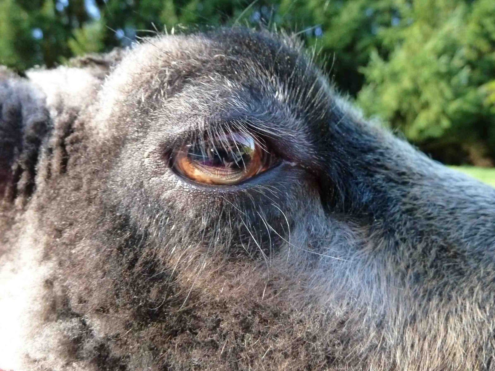 Boulderneigh: Of sheep and surgery