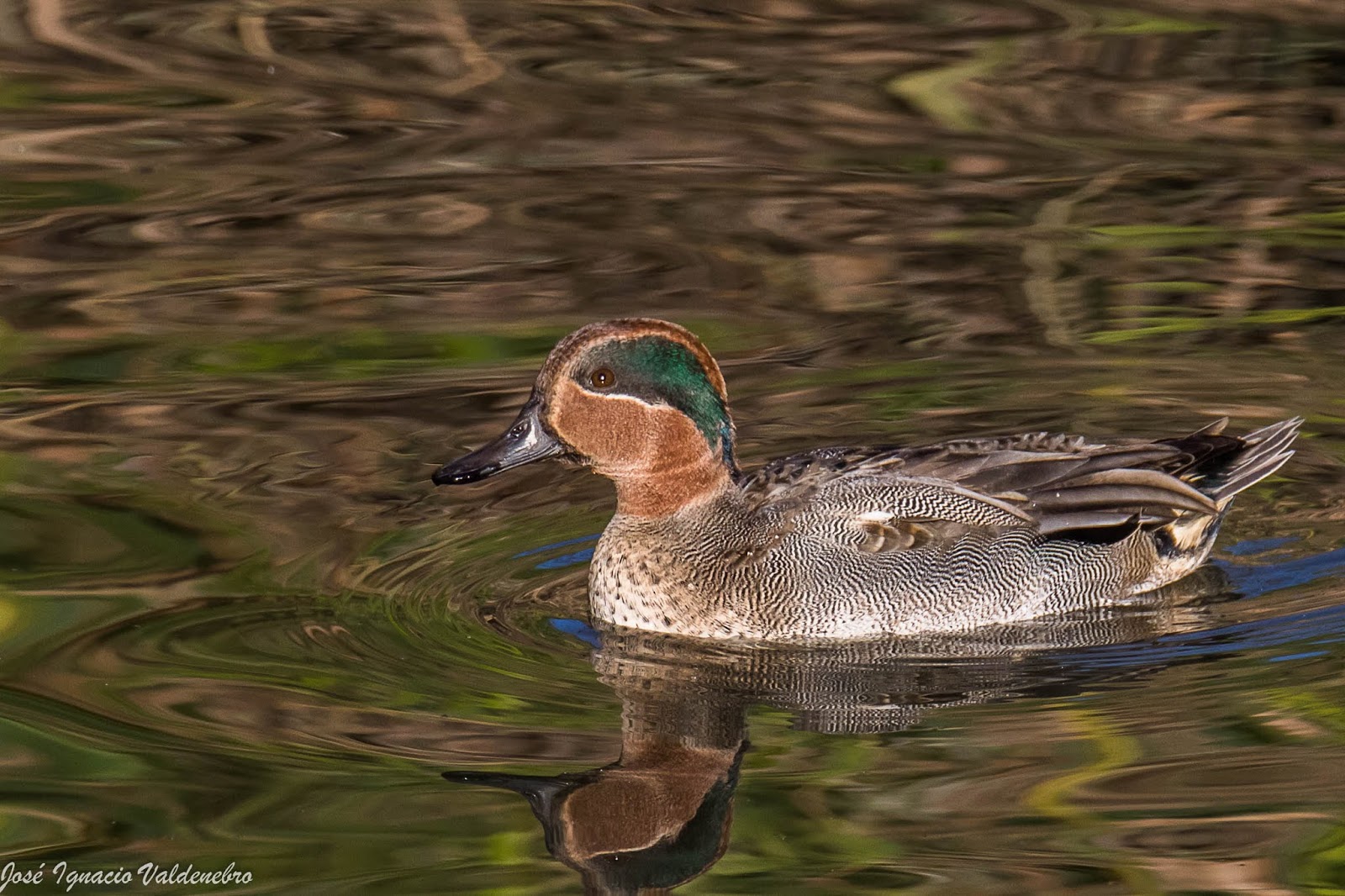 DocNatureBlog: La belleza y fotogenia del pato de superficie más ...