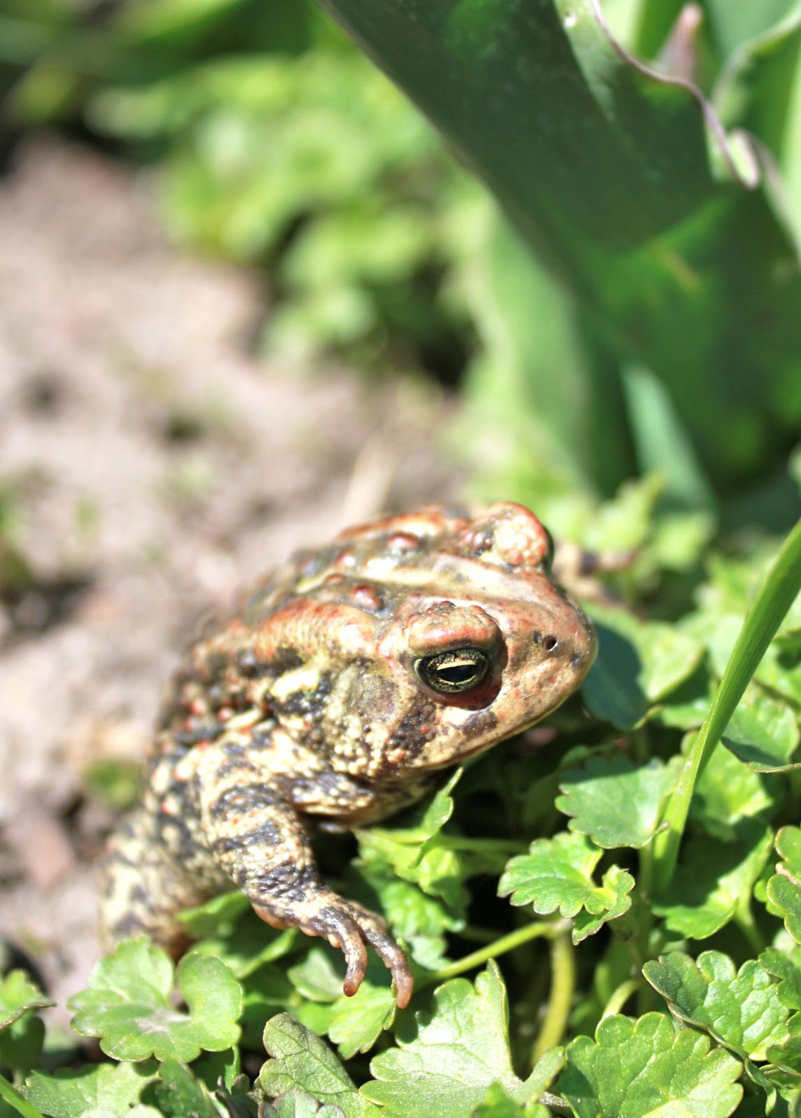 Squash Blossom Farm: First Toad of 2011