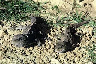 Punk Biology Student Blog: Tuatara (Sphenodon punctatus)