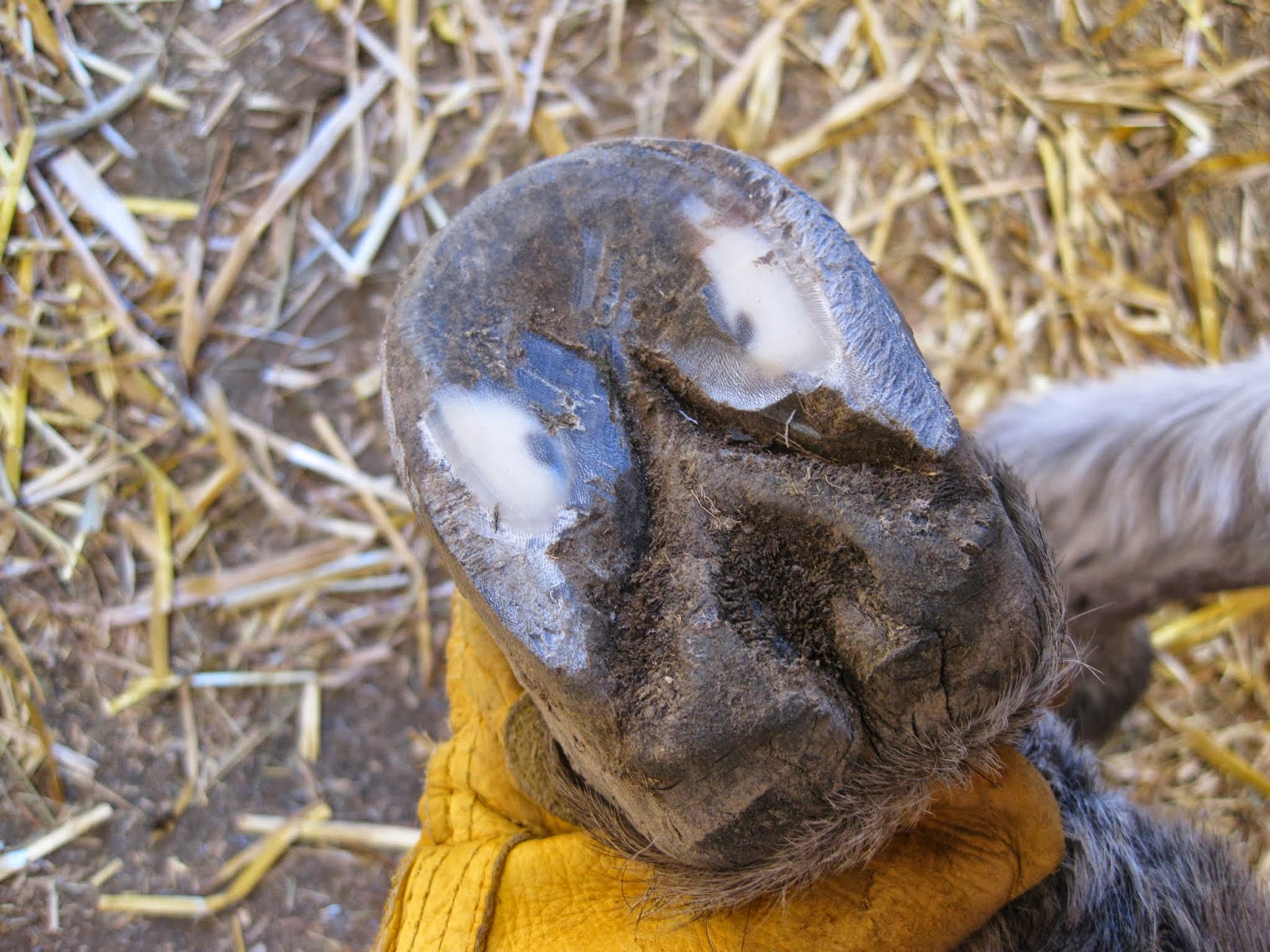 The Dancing Donkey: Donkey Feet - Emma