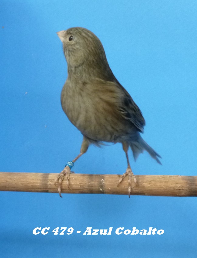 Canaril Curico - Canário de Cor: Azul Cobalto