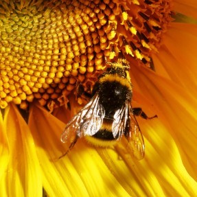Colorado Mountain Gardener: What is a Native Pollinator? By Ed Powers