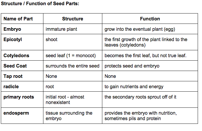 7th Grade Science 2014-2015: Parts of a seed --> a Plant