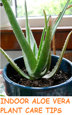 Indoor Aloe Vera Plant Care Tips