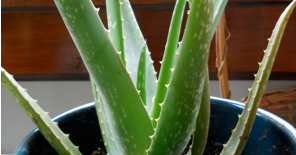 Indoor Aloe Vera Plant Care Tips
