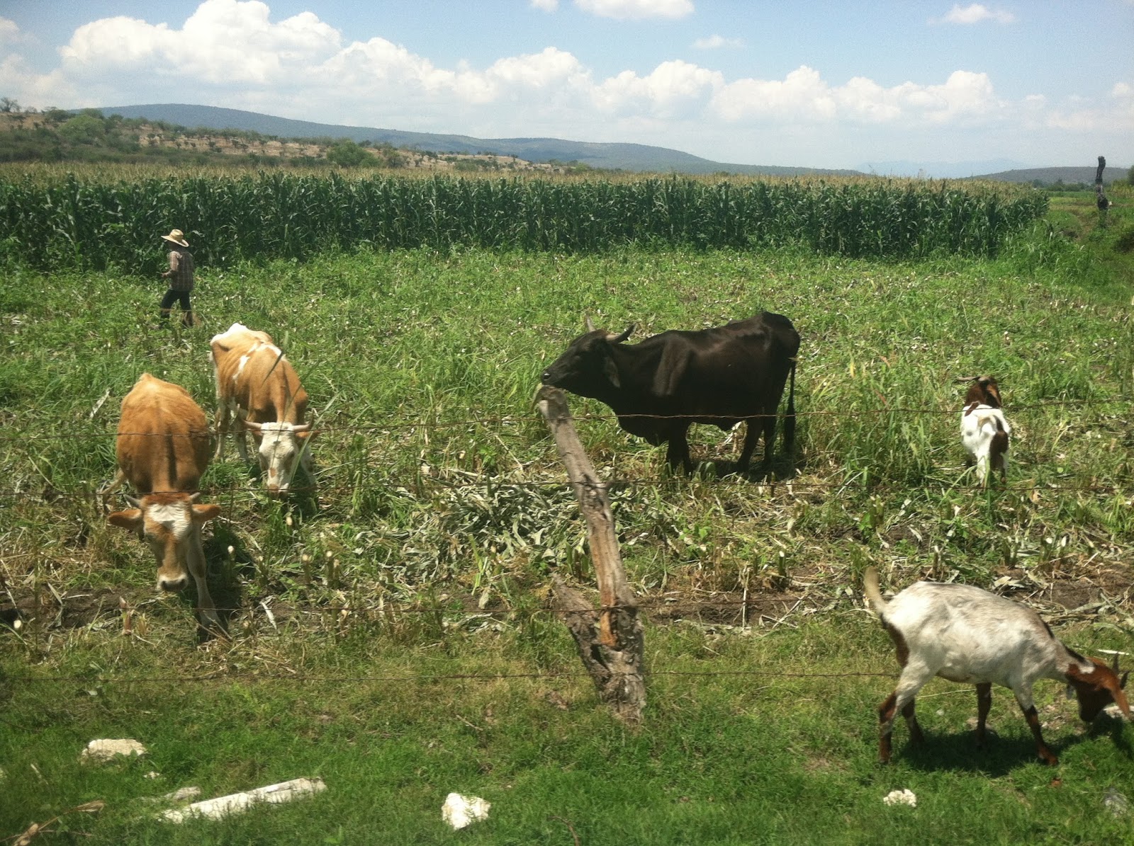 The Wakefields in Mexico: Los Ahuehuetes - Summer