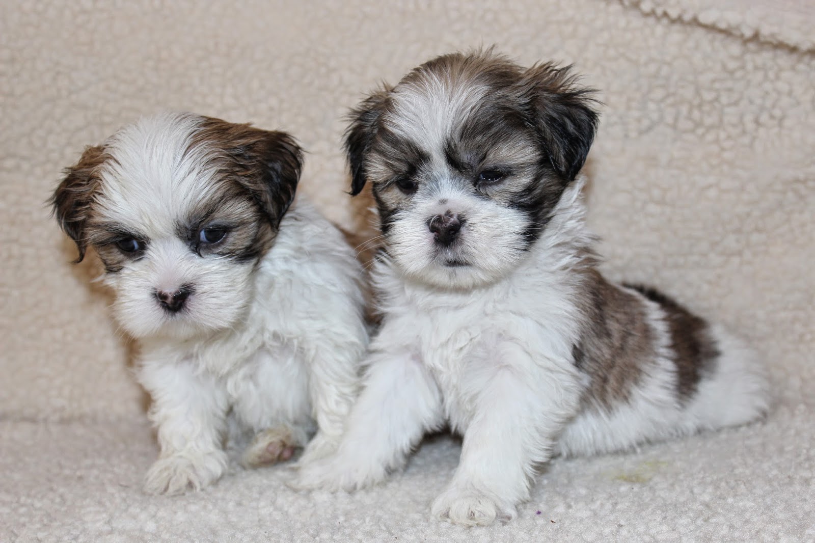 Lhasa Apso - Penny's Pups from birth to new homes: cute lhasa apso ...