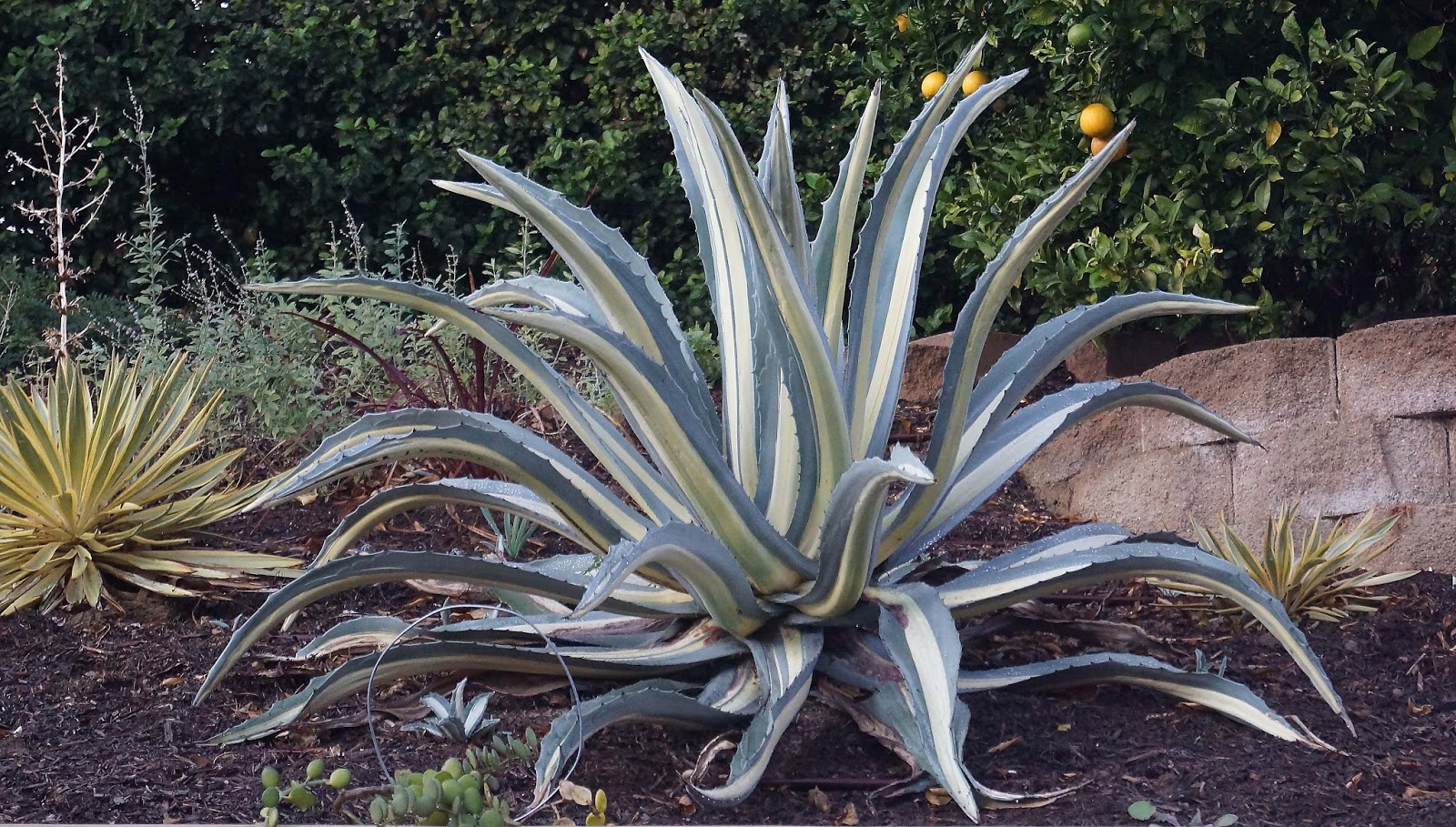 Nine Big Agaves, Three Teeth