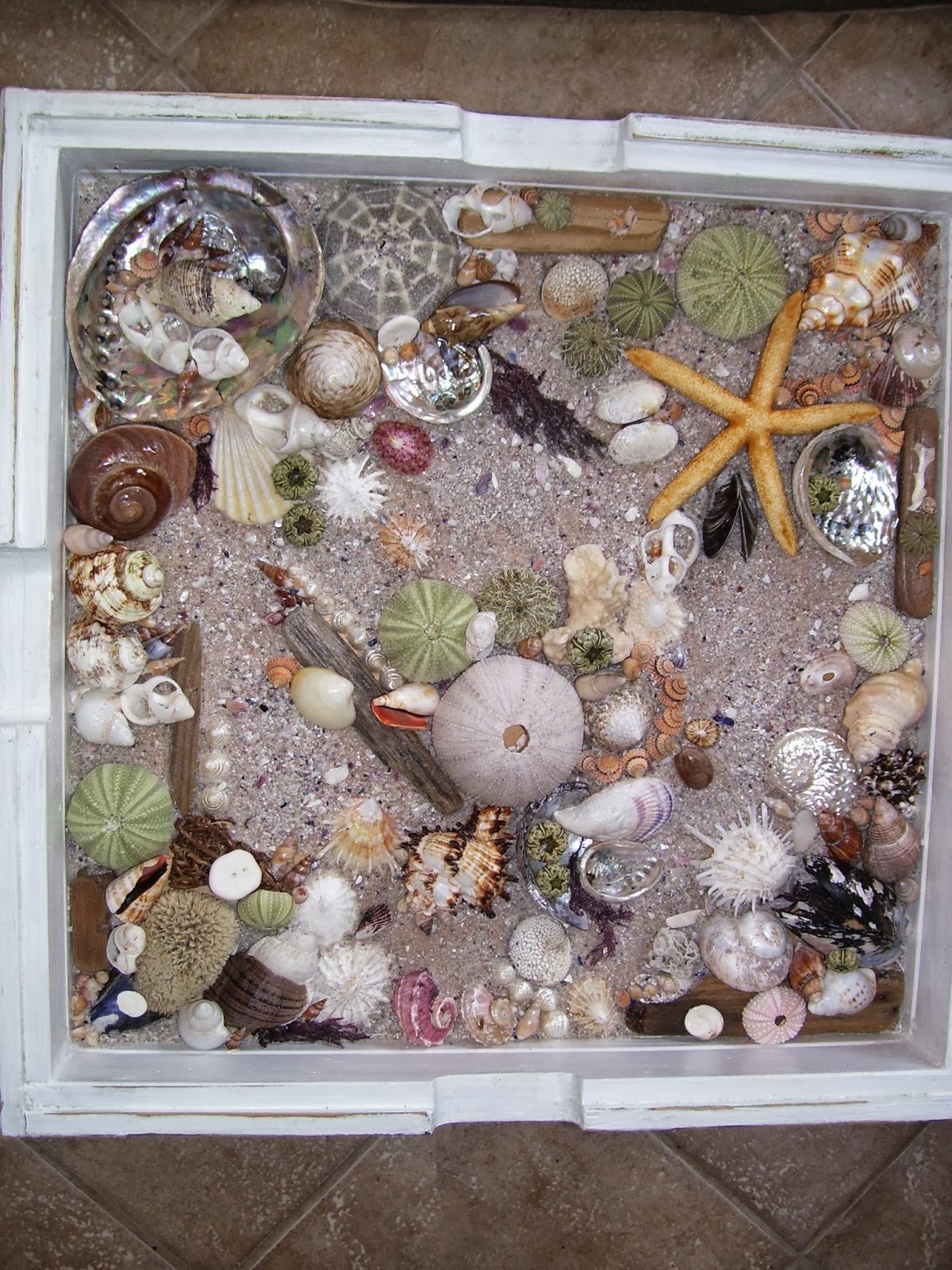Seashore Art : Seashell art