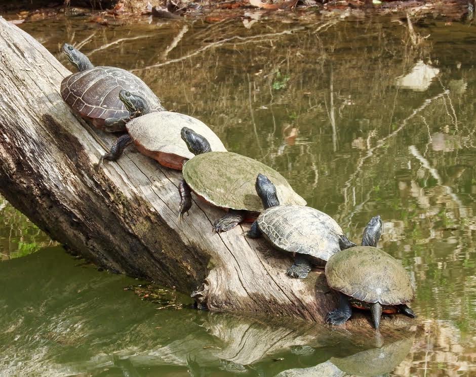 Terrierman's Daily Dose: Turtles Sunning Themselves