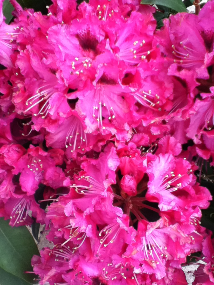 I'm Digging This: Most Ericaceous in Every Way